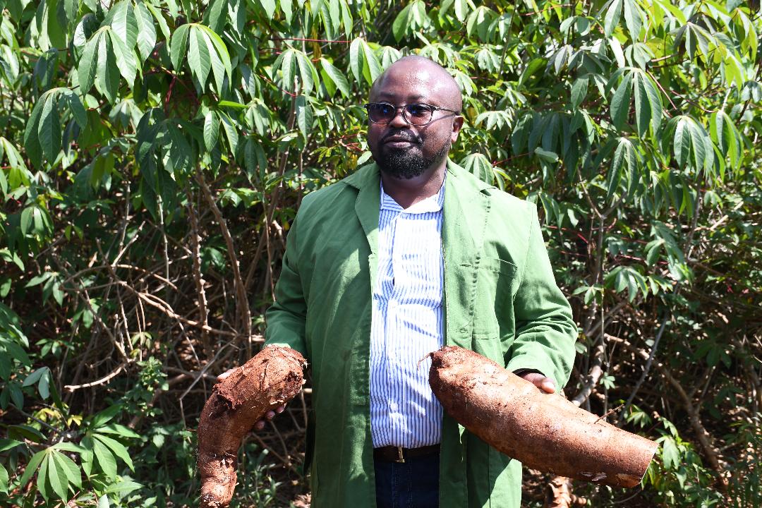 Genetically modified, disease-resistant cassava now available to Kenyan ...