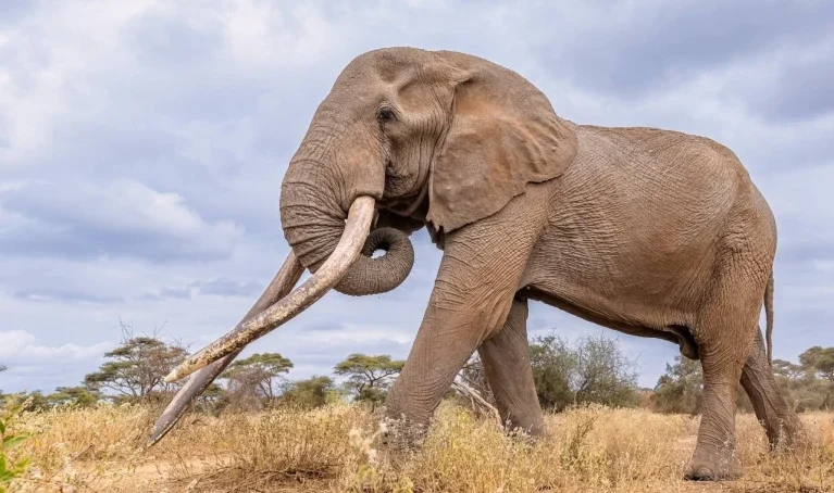 How conservationists in Kenya remember iconic ‘super tusker’ that was ...