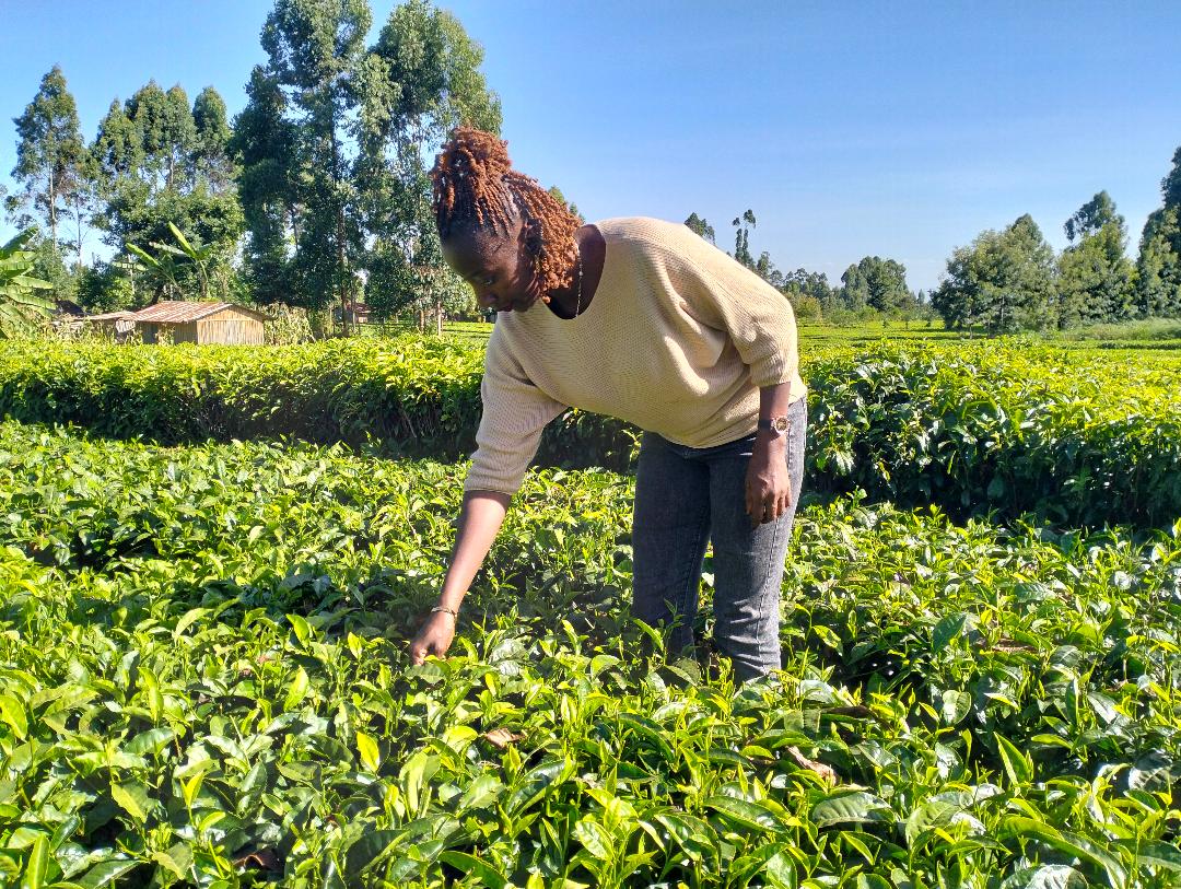 Farmers in tea growing regions in Kenya elated by green leaf price ...