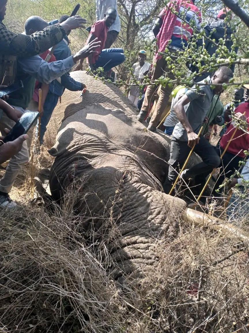 KWS deploys rangers to Kajiado West to track down elephant that killed ...