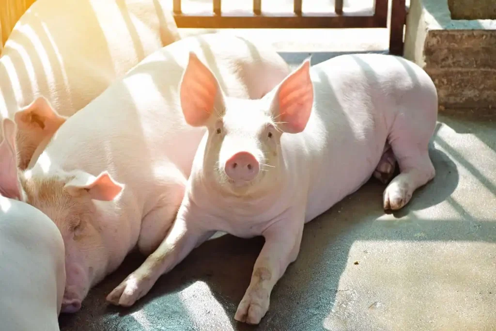 Kenya targets pork sufficiency by 2030 as it turns focus on increased ...
